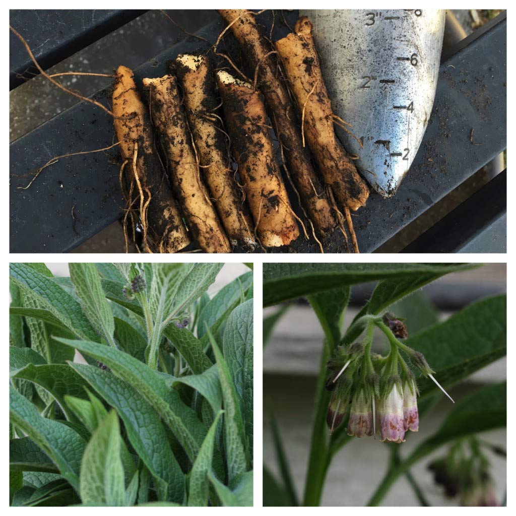 Amazon.com : Three Russian Comfrey Root Cuttings - Bocking 14 Cultivar ...