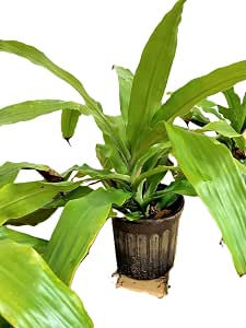 Amazon.com: Live Dracaena Fragrans Corn Plant, 12-Inch Indoor Tropical ...