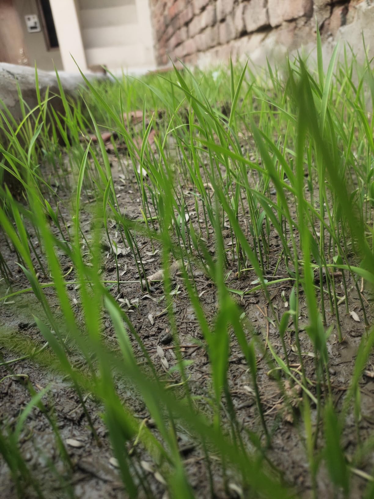 AYODHYAvati Black Rice Paddy Seeds, Kala Namak Dhan - 500 Gram : Amazon ...