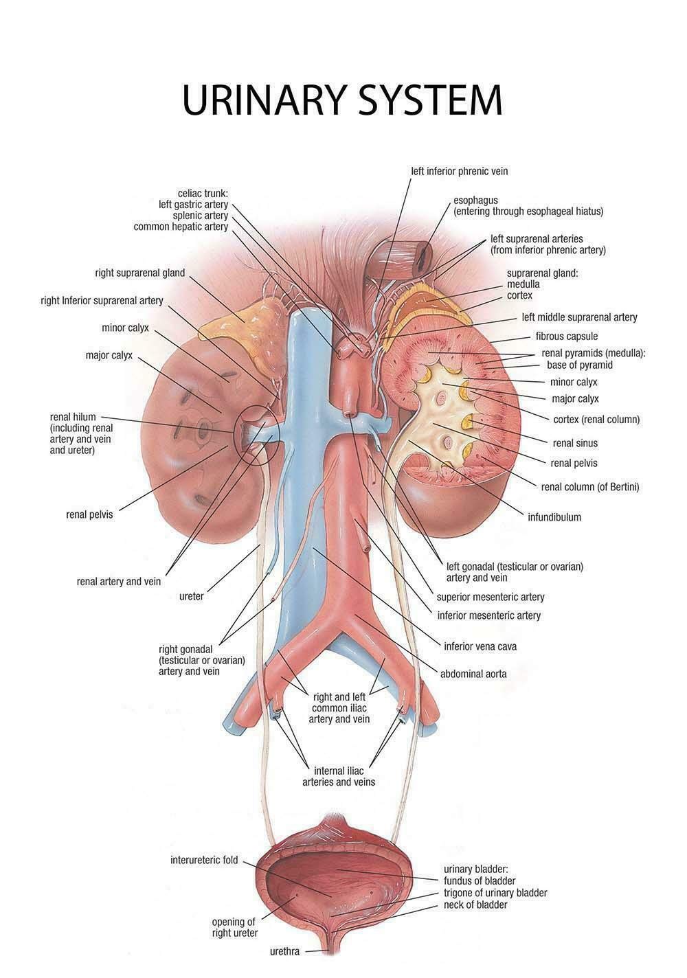 Urinary System Labeled
