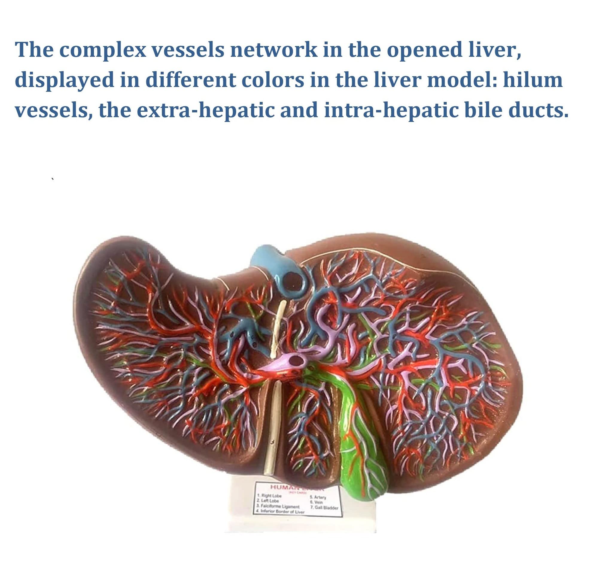 Liver Lobule Anatomy Model The Liver, A Functionalized Vascular
