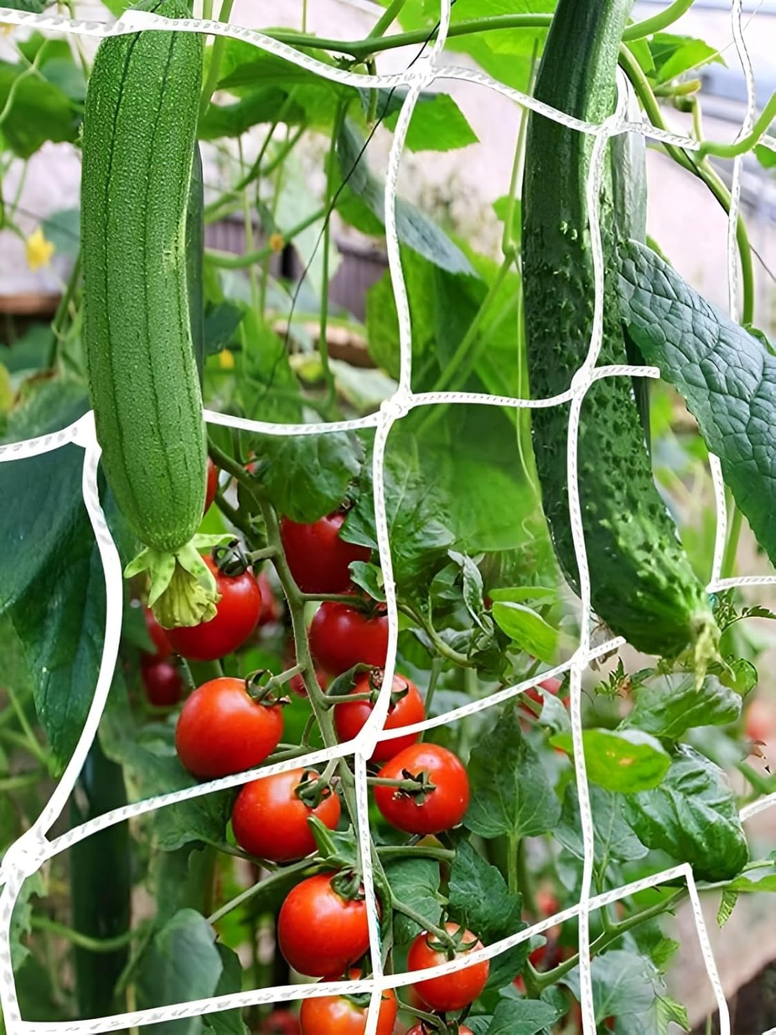 Plant Climbing Creeper Net (4x6 Ft Pack of 3) | Plant Supporting Net ...