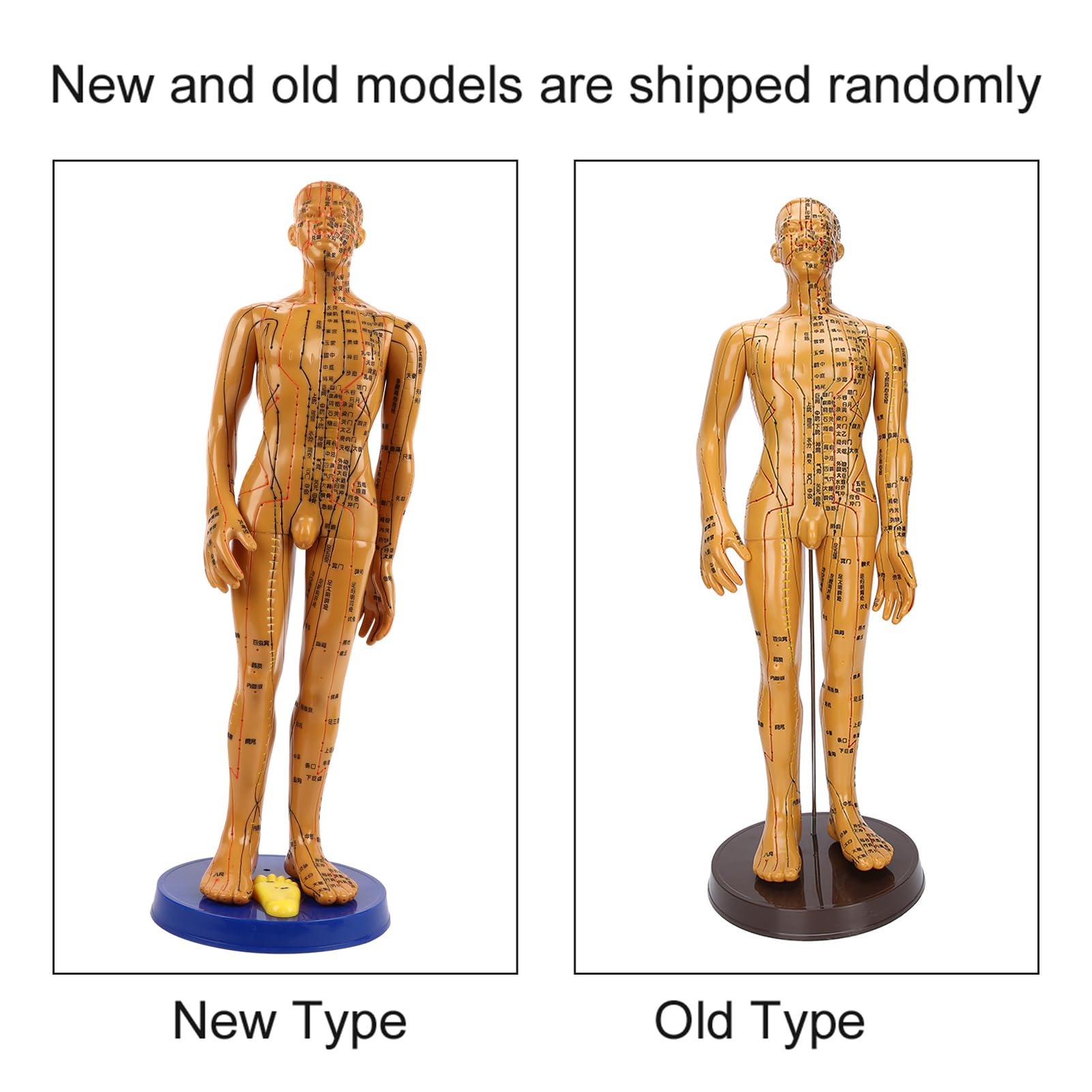 Lifesize Acupuncture Model Anatomical Models