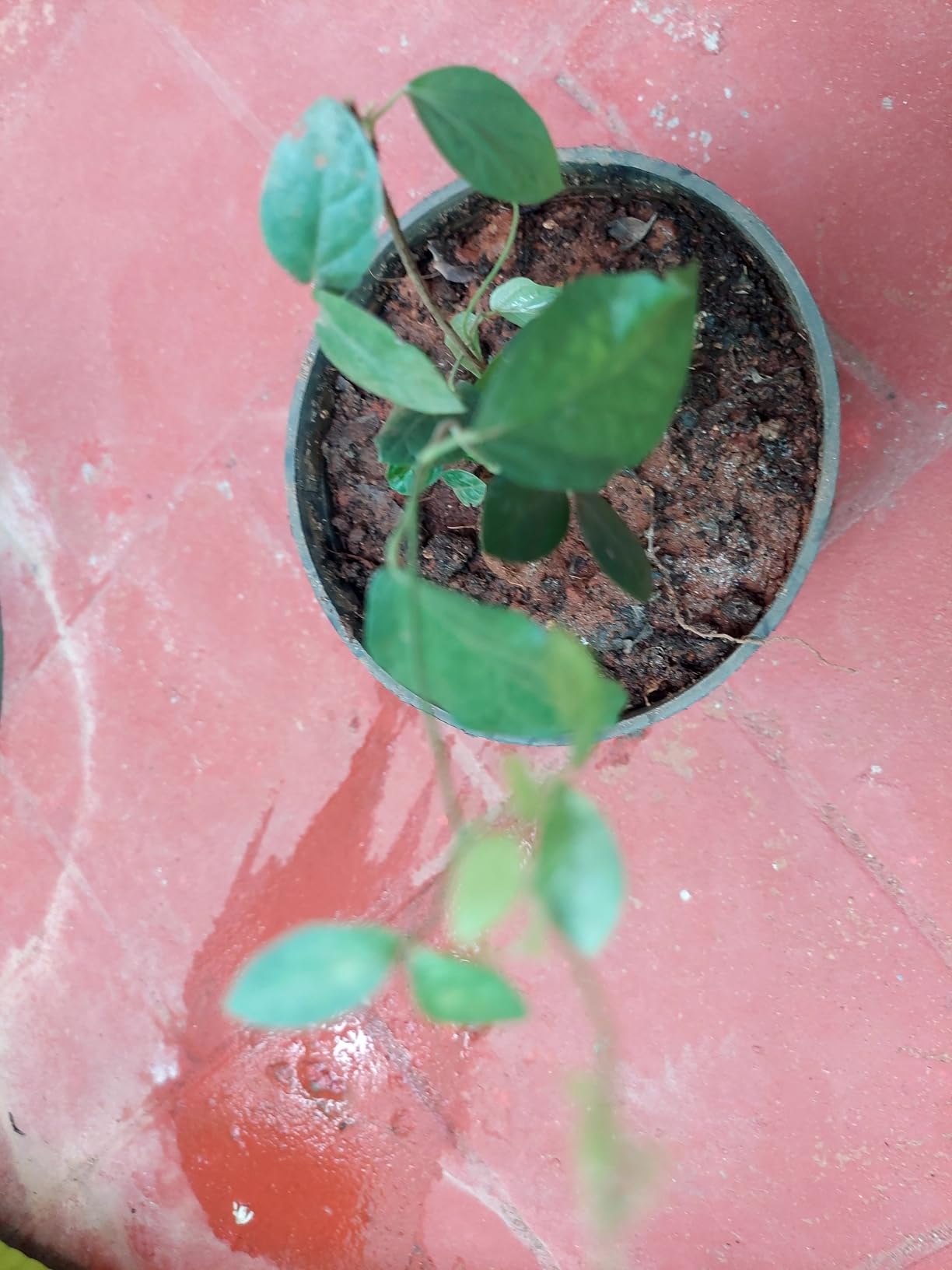 Cat's Claw Live Plant or Creeper Hybrid Cat's Claw Plant/Cat's Claw ...