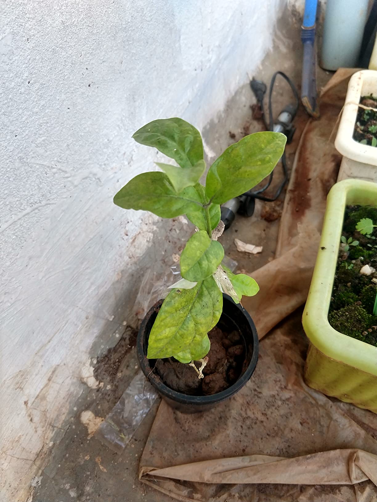 Plant Nursery Online Sri Gandham, Sri Chandana, Tree Seeds White ...