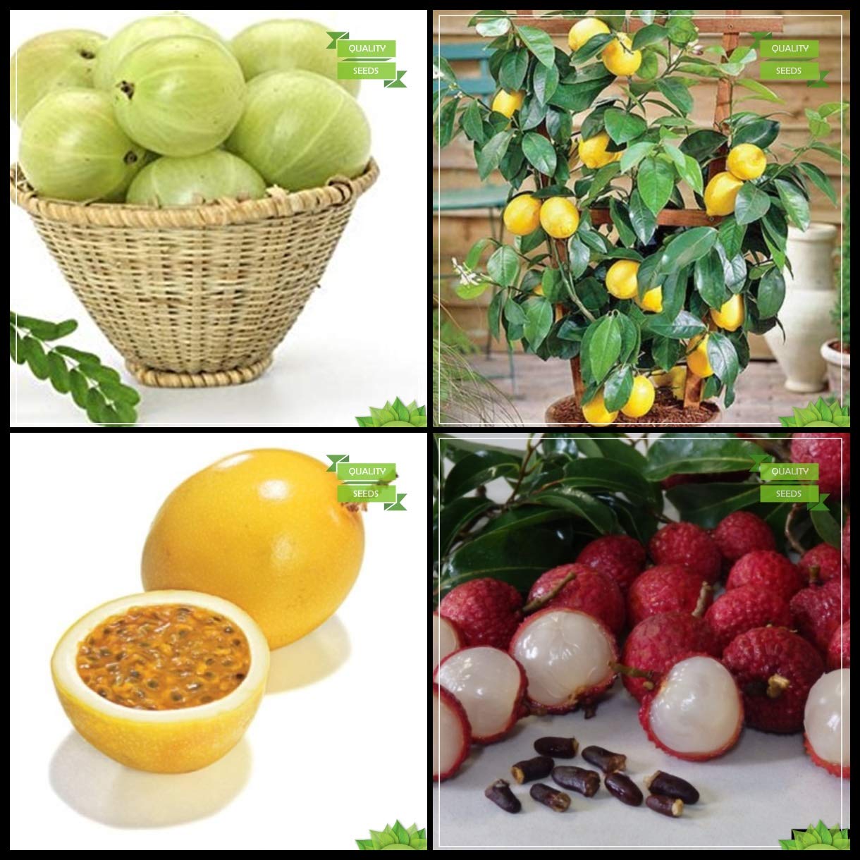 Creative Farmer Natural Air Cleansing Plants Seeds Combo Tree Seeds ...