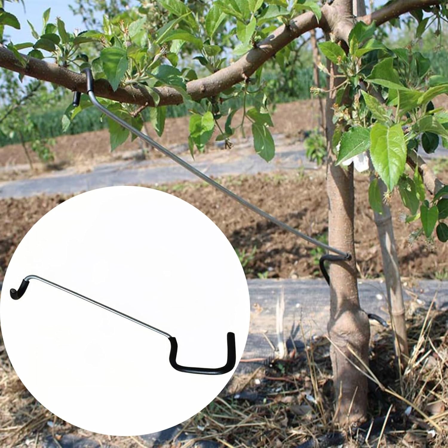 Amazon.com : LEILINLIFE Fruit Tree Branch Spreader 10PCS Fruit Trees ...