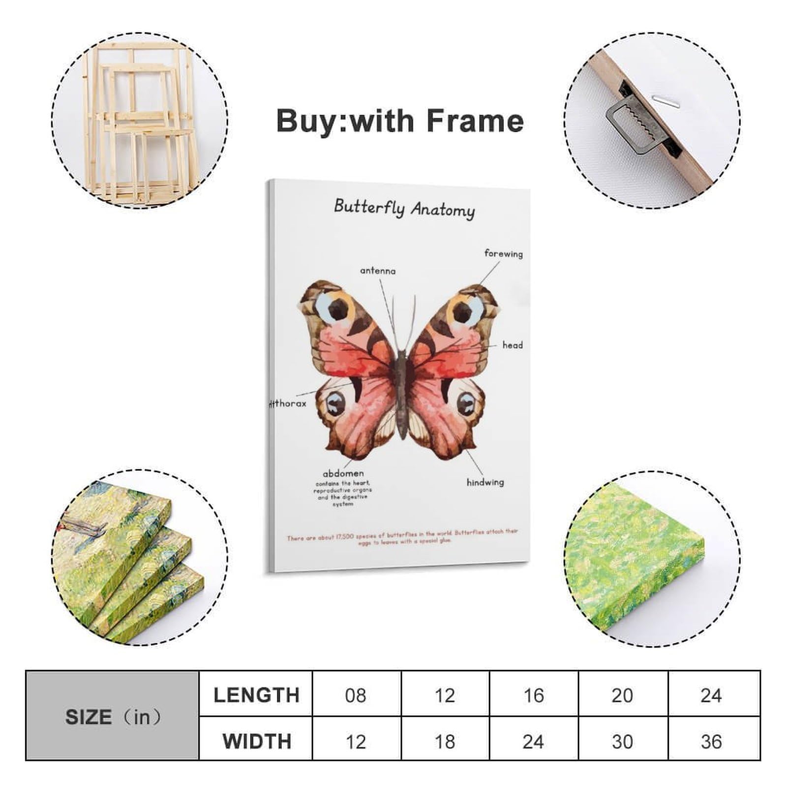 Butterfly Anatomy Diagram FIELD GUIDE TO THE BUTTERFLIES OF THE SACRED