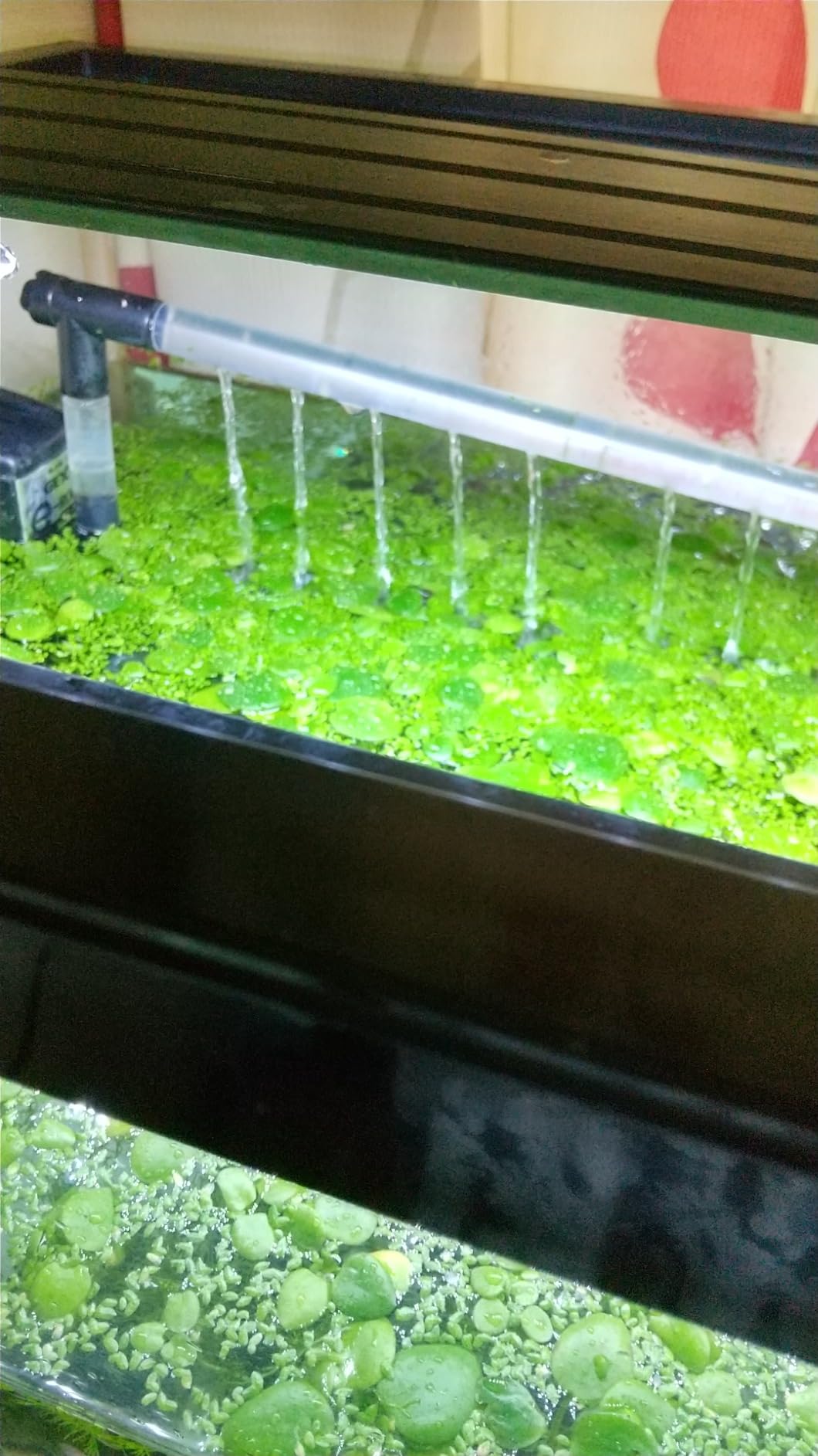 Amazon | ジェックス GEX AQUA FILTER e-ROKA イーロカ PF701 ロングシャワー方式 エアレーション機能 流量調整機能付き水中モーターフィルター幅60-90cm ...