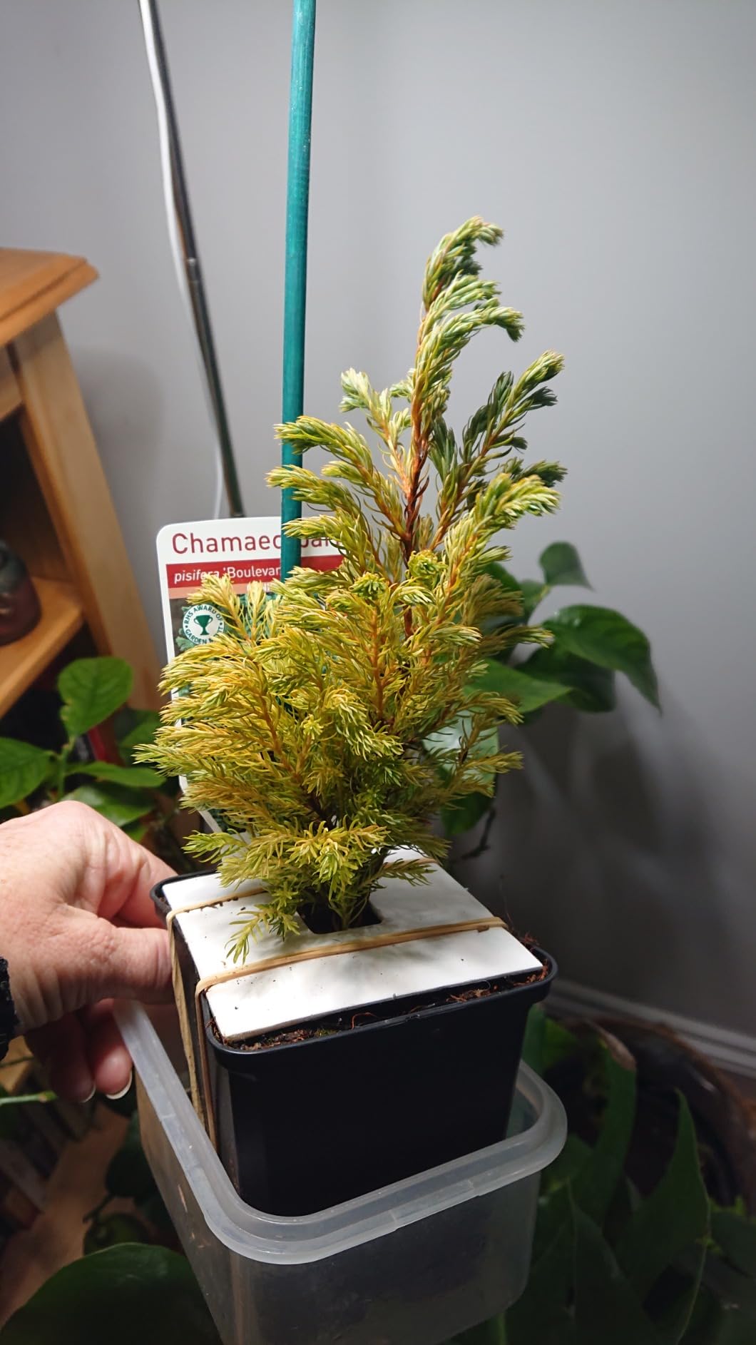 GrowOn Shrubs Dwarf Conifer Chamaecyparis Pisifera 'Boulevard ...