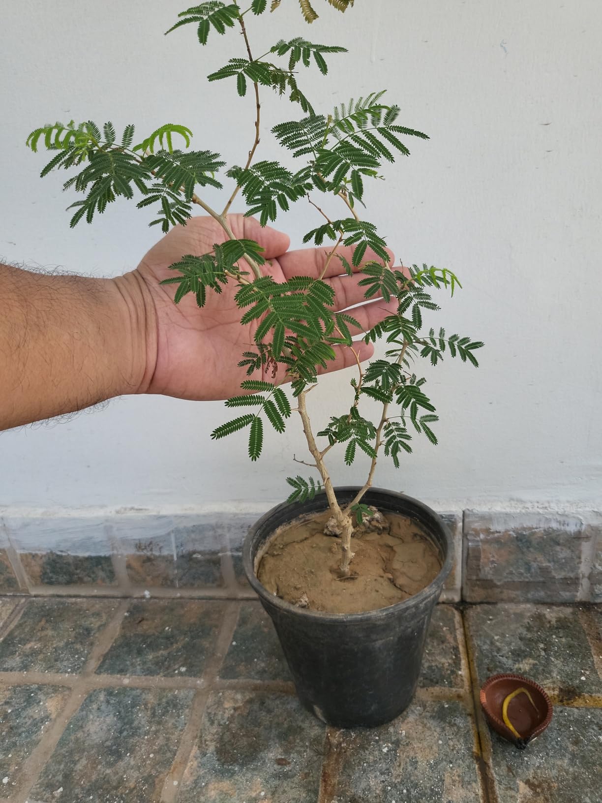 Rvees Live Banni Tree (Shami Plant) Hindi Name-Chikur, Rhejri, Chonkar ...