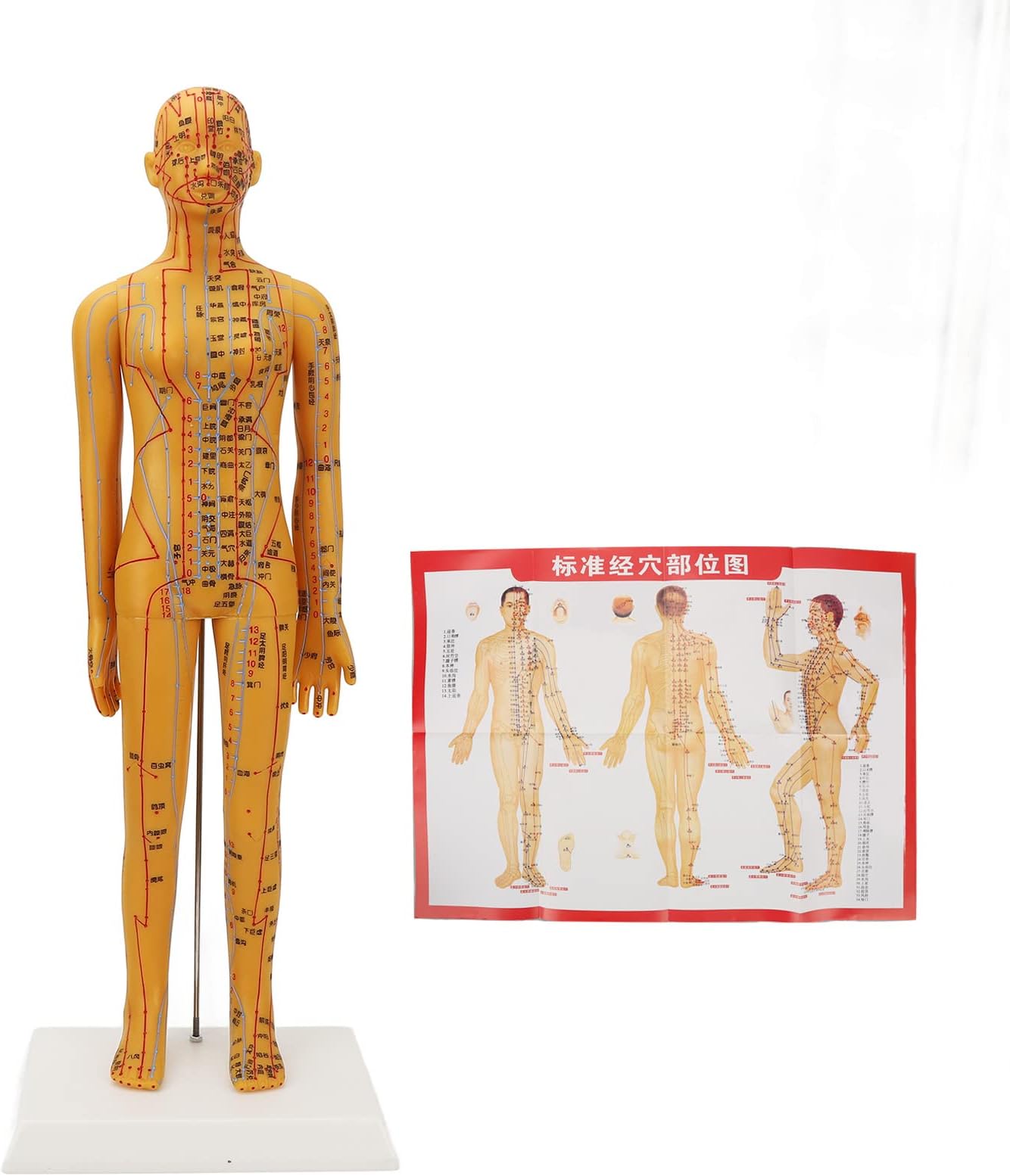 Amazon.com: Acupuncture Model with Chart Kit (Women Style), Acupoint ...