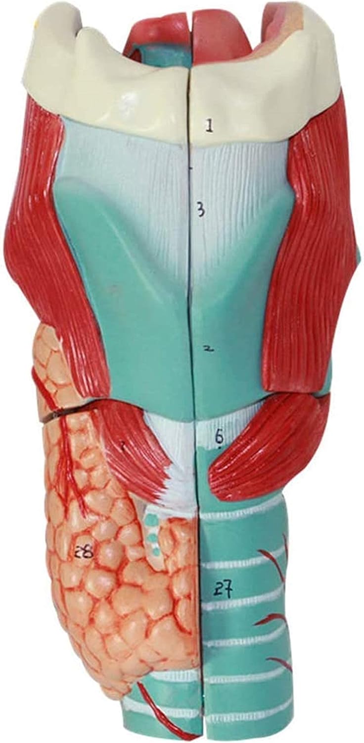 Amazon.com: Teaching Model Anatomy Model, Throat Anatomy Model - 3X ...