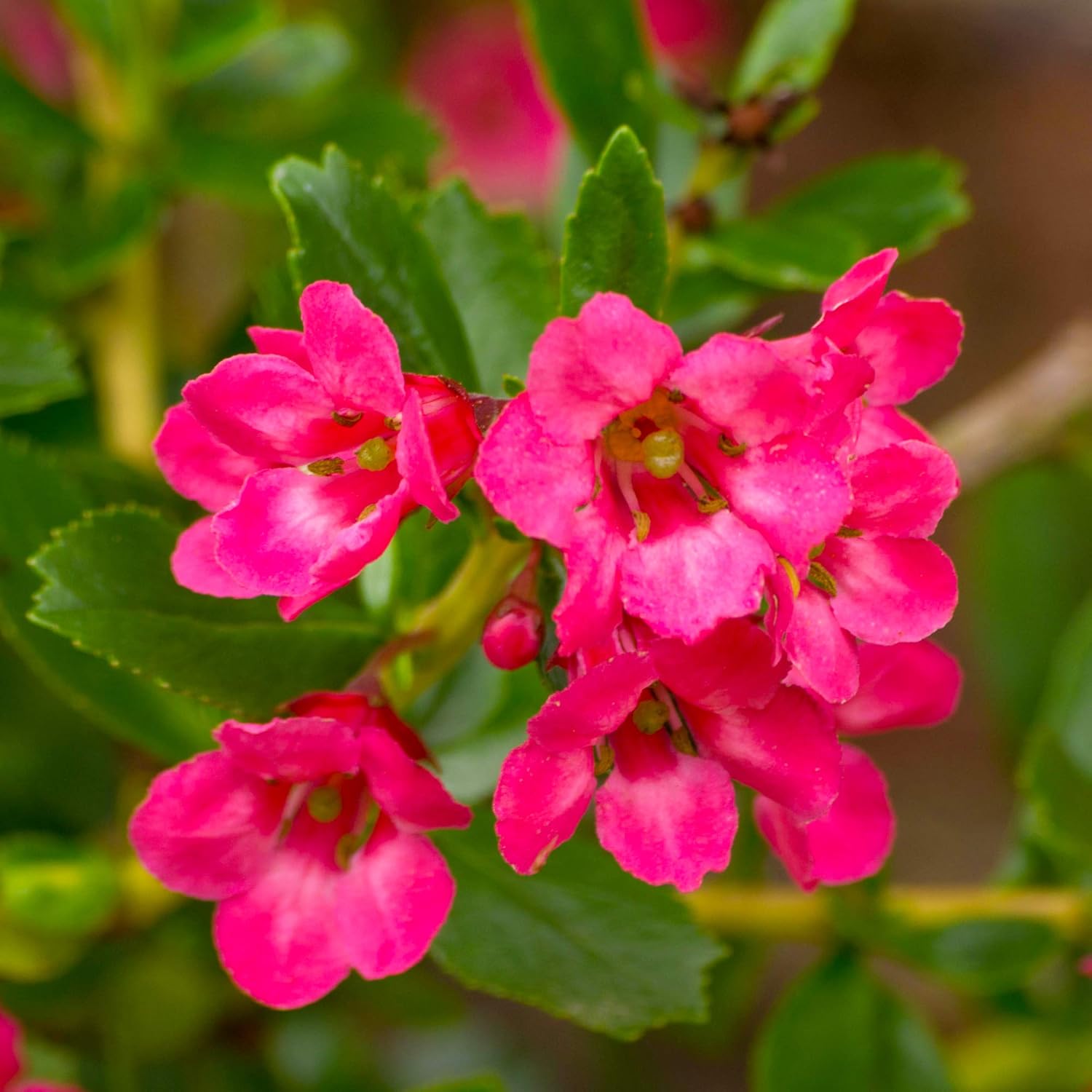 Escallonia Donard Radiance Spreading Evergreen Flowering Outdoor ...