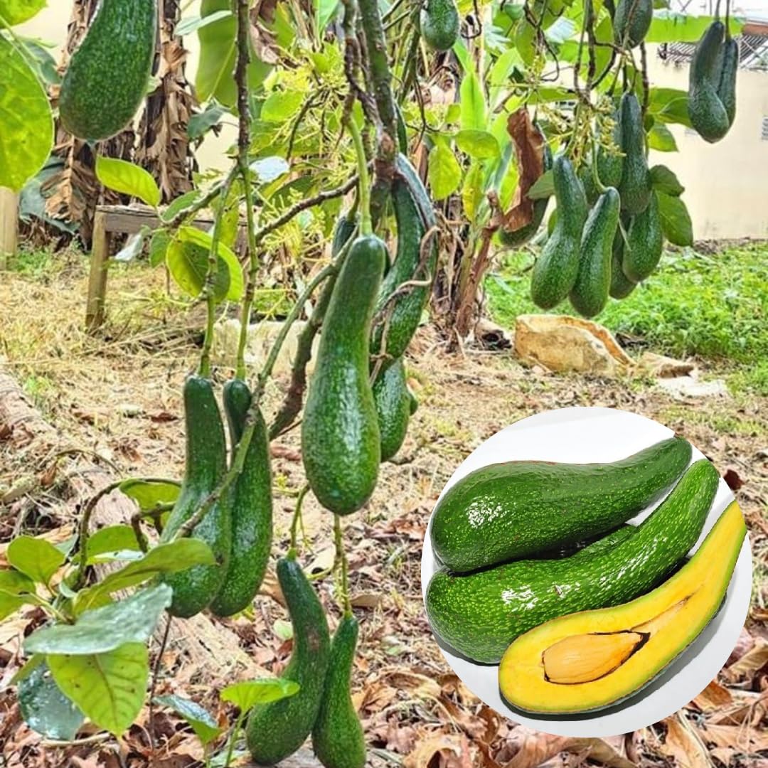Amazon.com : 2-3Ft Avocado Trees Live Plants, Grafted Long Neck Avocado ...