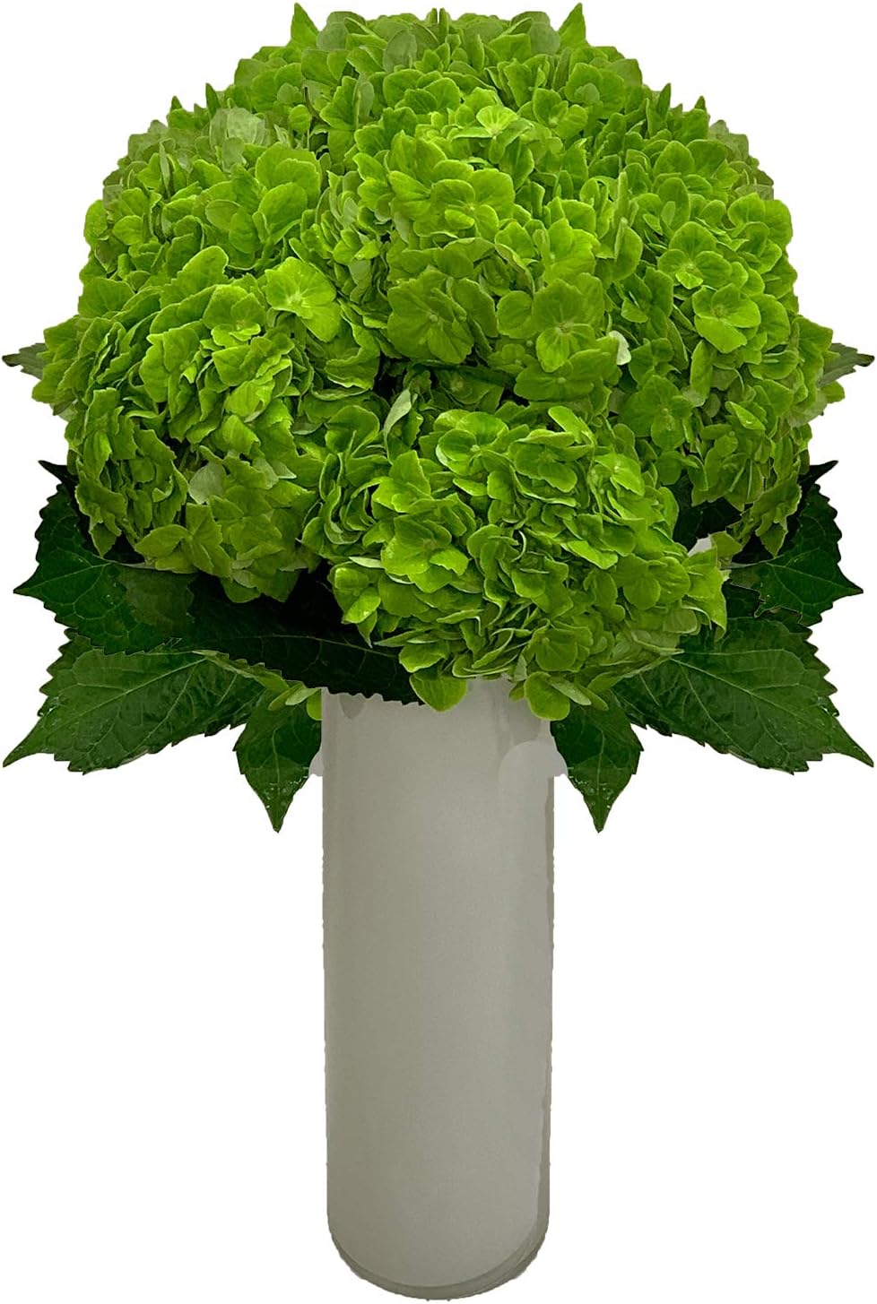 Amazon.com: Hydrangea Verde Esmeralda : Patio, Césped y Jardín