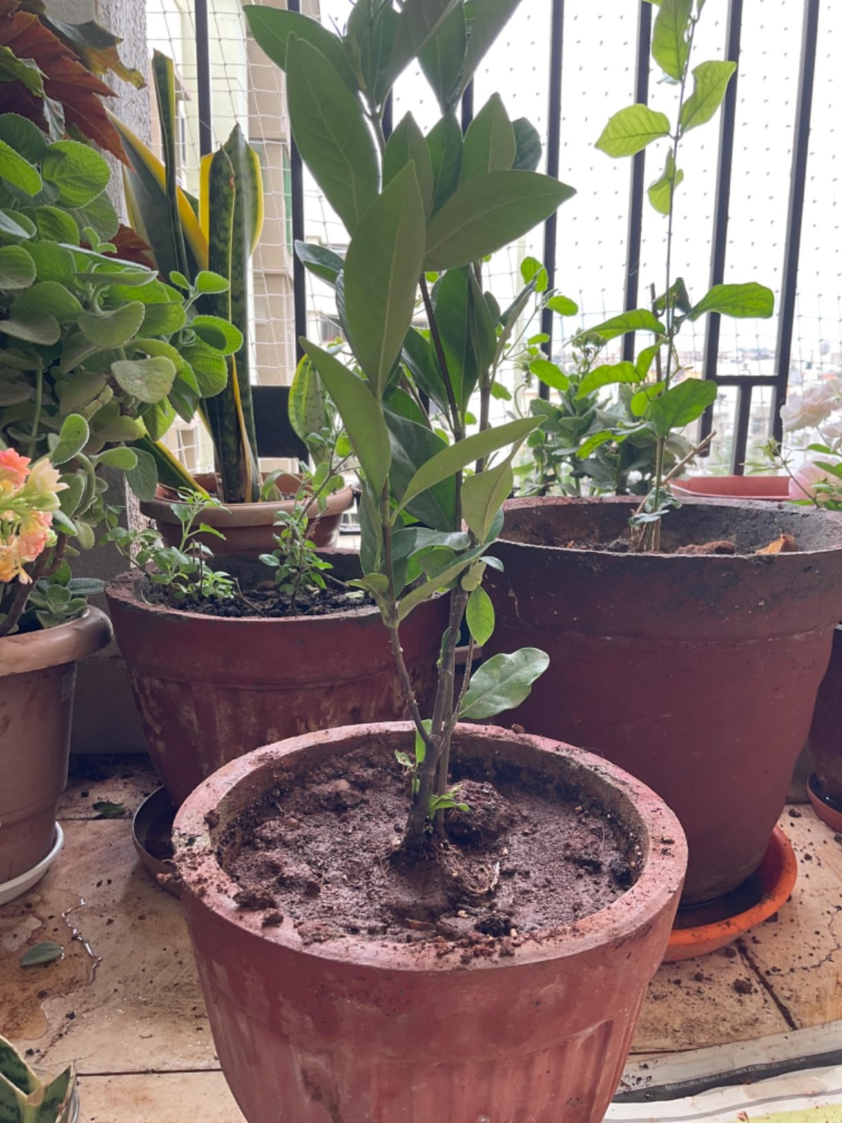 Green view® " Gardenia white/Gandharaj flowers " Hybrid - 1 Healthy ...