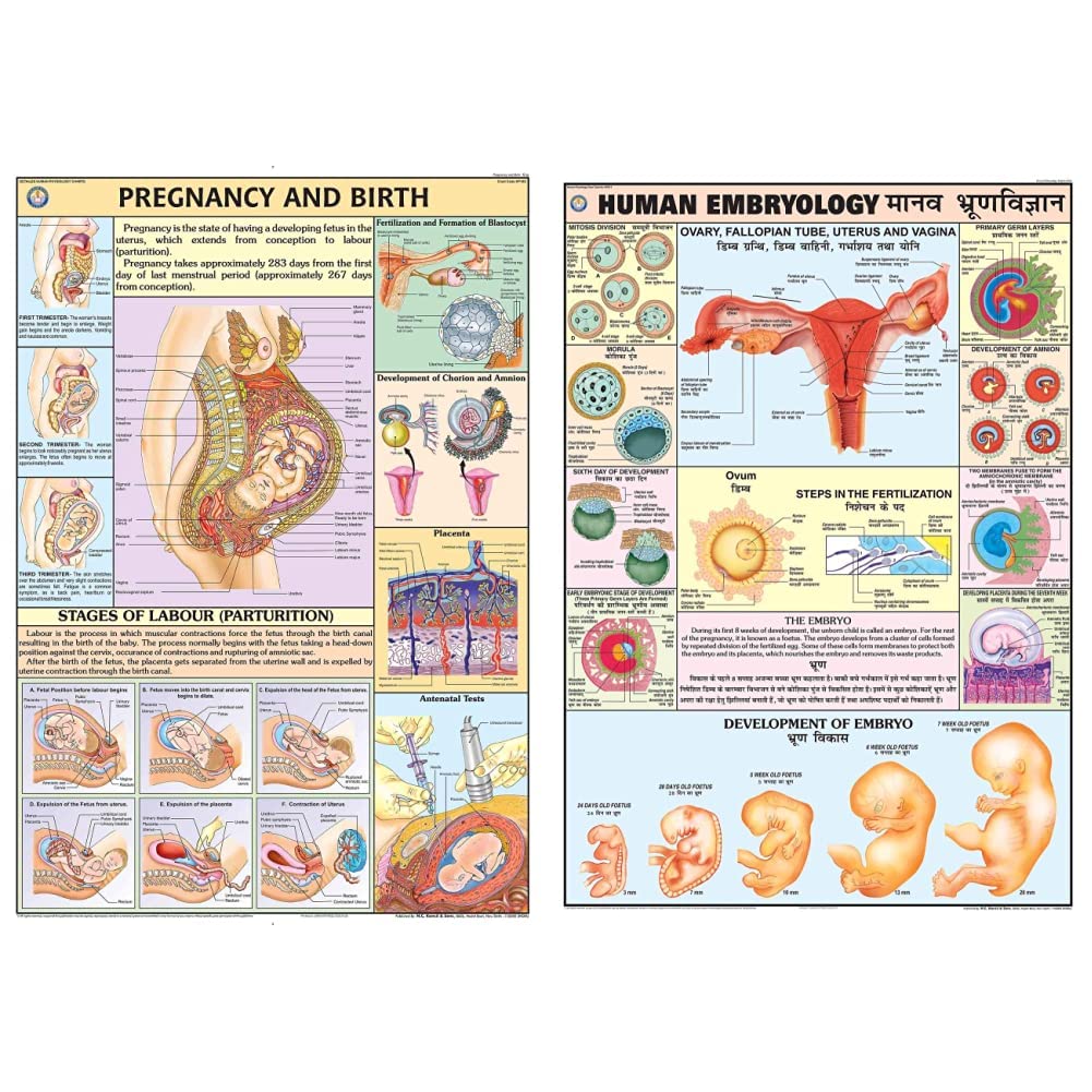 Buy HP18S | TeachingNest | Pregnancy & Birth Chart 70x100 cm | English ...