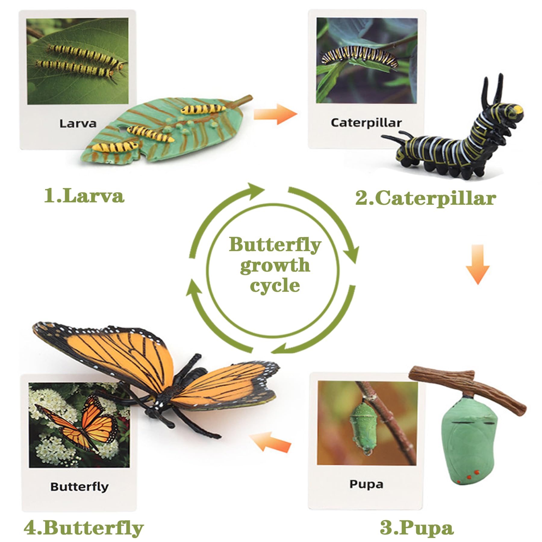 7 Stages Of Butterfly The Amazing Butterfly Life Cycle | Gardens With