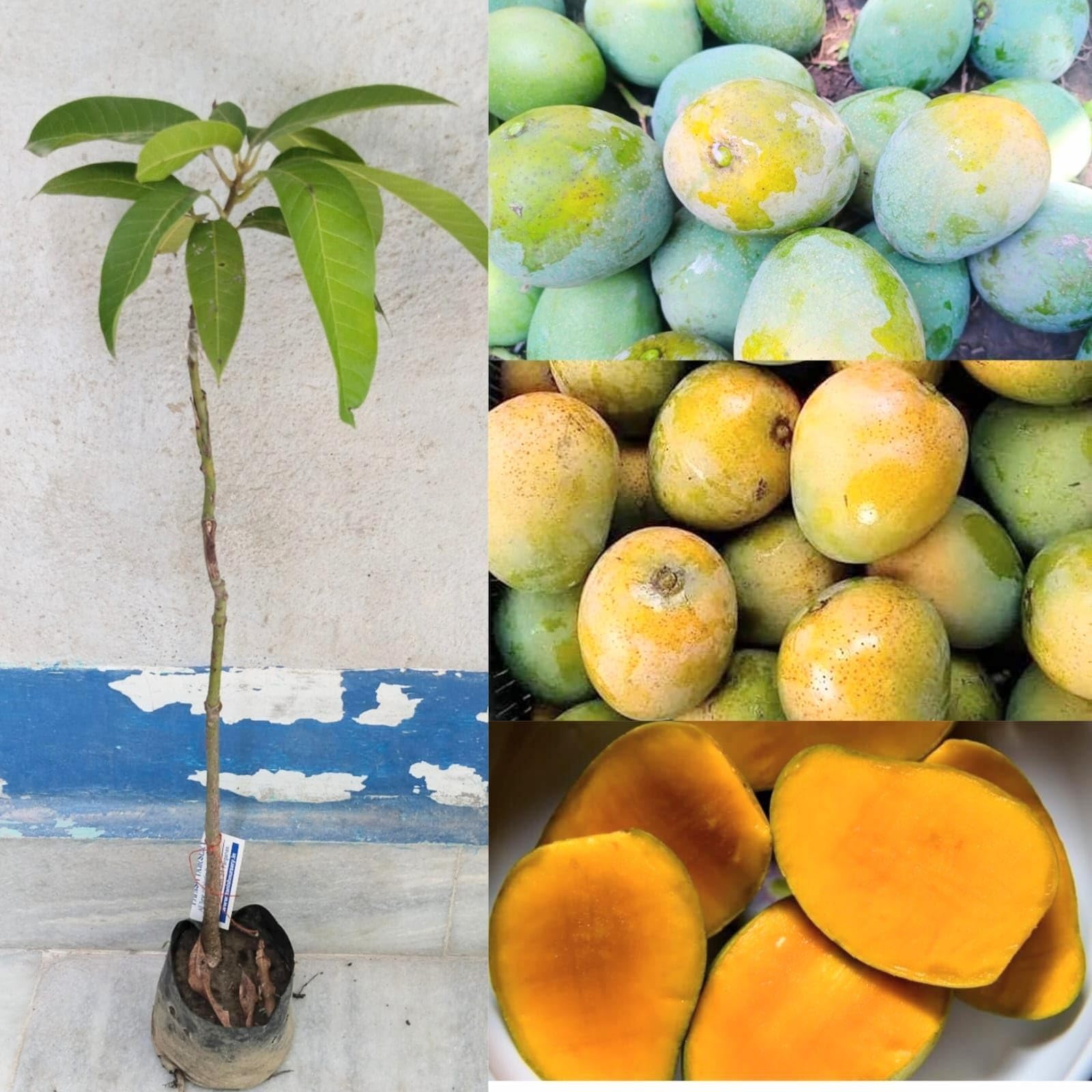 Bhumi Enterprise Himsagar Mango, Aam Hybrid (Grafted) Plant, Very Sweet ...