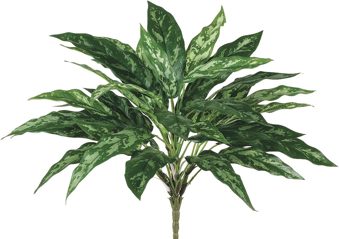 Amazon.com: Silk Plants Direct Silver Queen Bush (Pack of 12) : Home ...