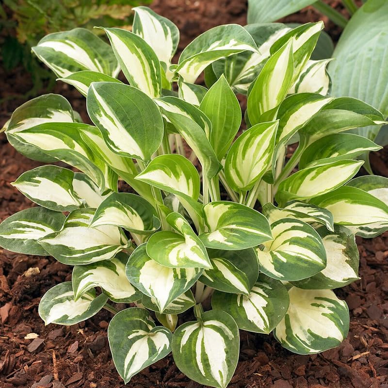 Amazon.com : Pandora's Box Mini Hosta Flower Root - Perennial Shade ...