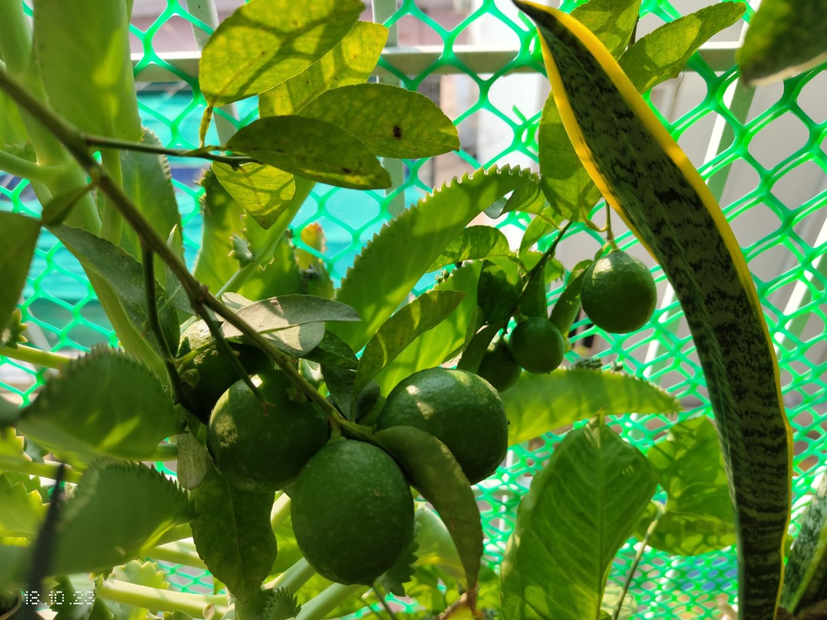 M-Tech Gardens Rare Red Lemon (Australian Red Lime) 1 Healthy Seedling ...