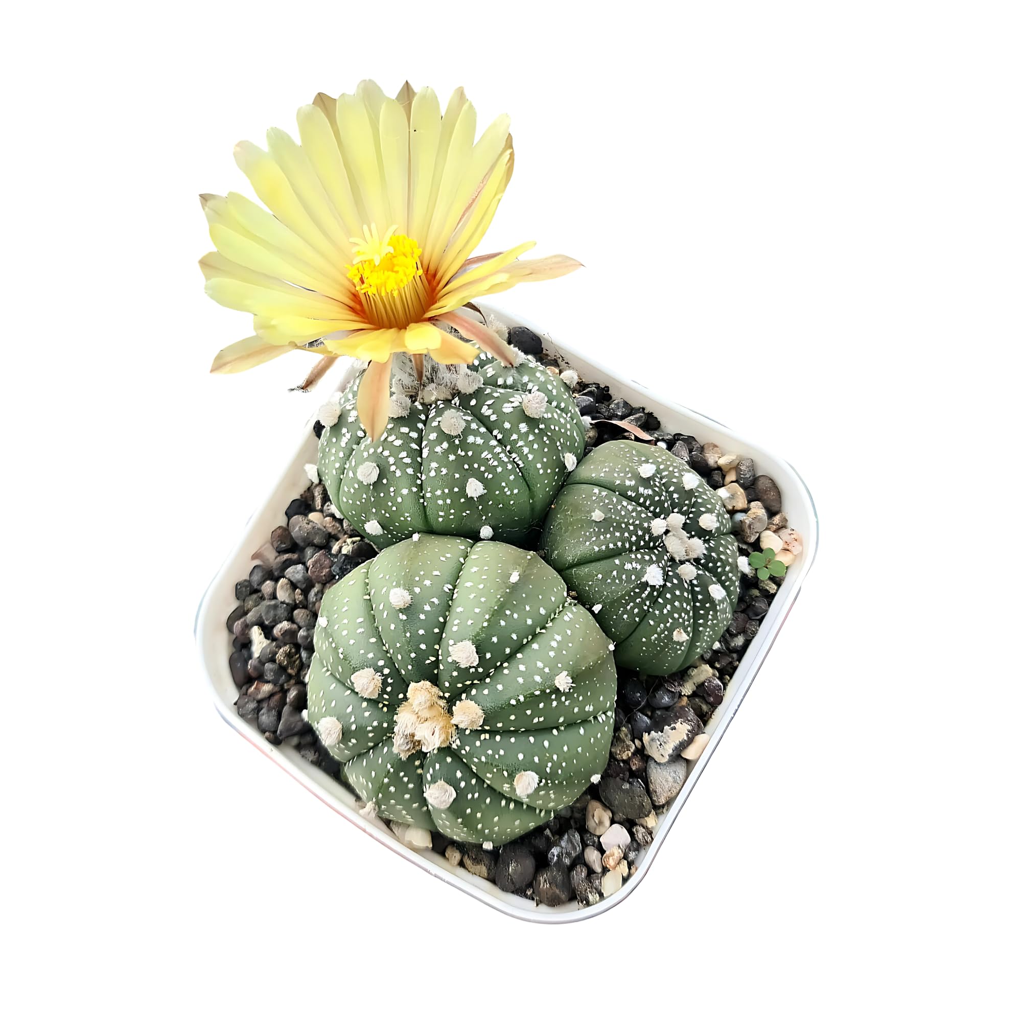 Buy Samarth Cactus Astrophytum Asterias Cv Superkabuto Clump | Rare ...