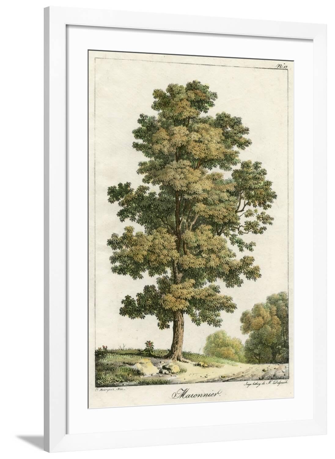 Chestnut Tree Drawing 240+ Horse Chestnut Tree Drawing Stock Photos,