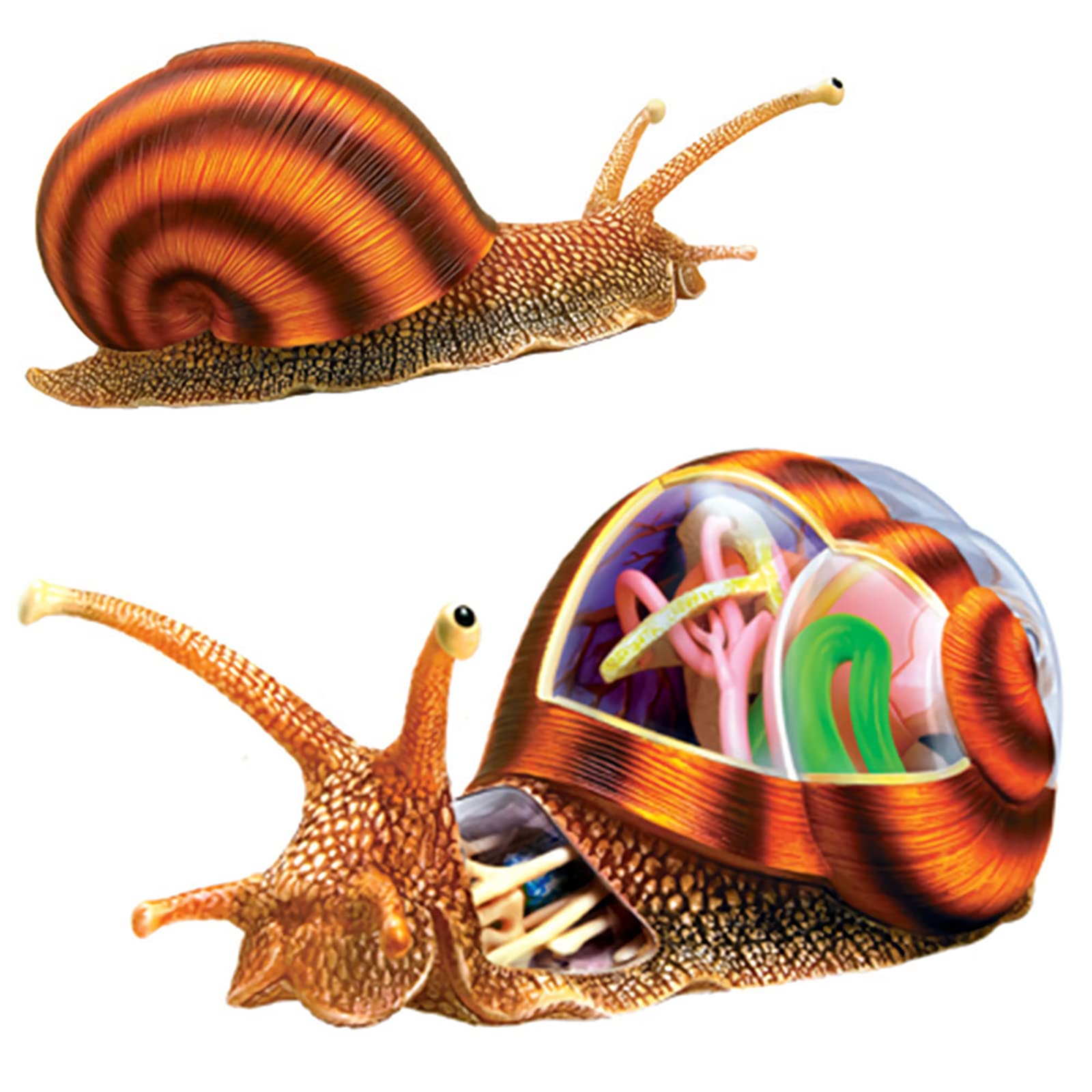 Anatomía Del Caracol Anatomía Del CARACOL, Póster, Tarjetas