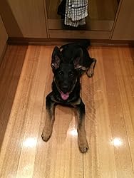 Extinction Age (Extinction Cycle): Smith, Nicholas Sansbury: 9781514243633: Amazon.com: Books