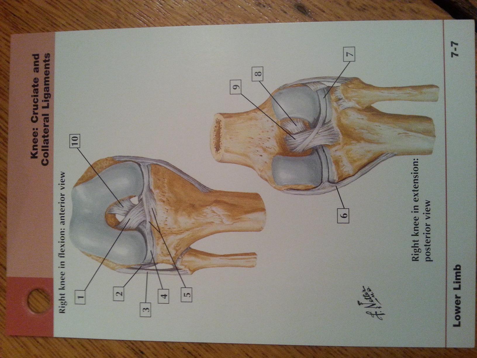 Netter's Anatomy Flash Cards: with Online Student Consult Access ...