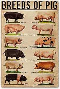 Amazon.com : Breeds Of Pig Metal Tin Signs Retro Art Wall Iron Poster ...