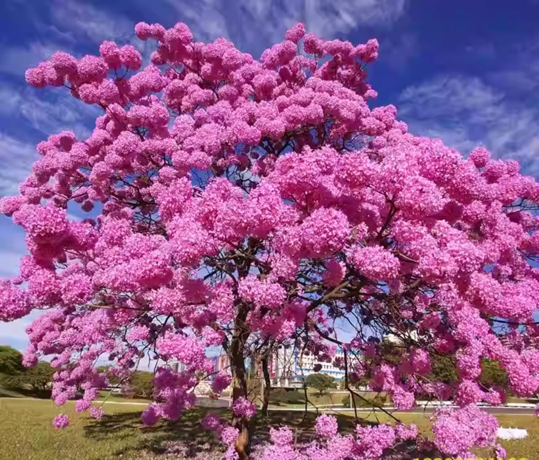 Amazon.com : 60 Pink Tabebuia Rosea Seeds Trumpet Tree Handroanthus ...
