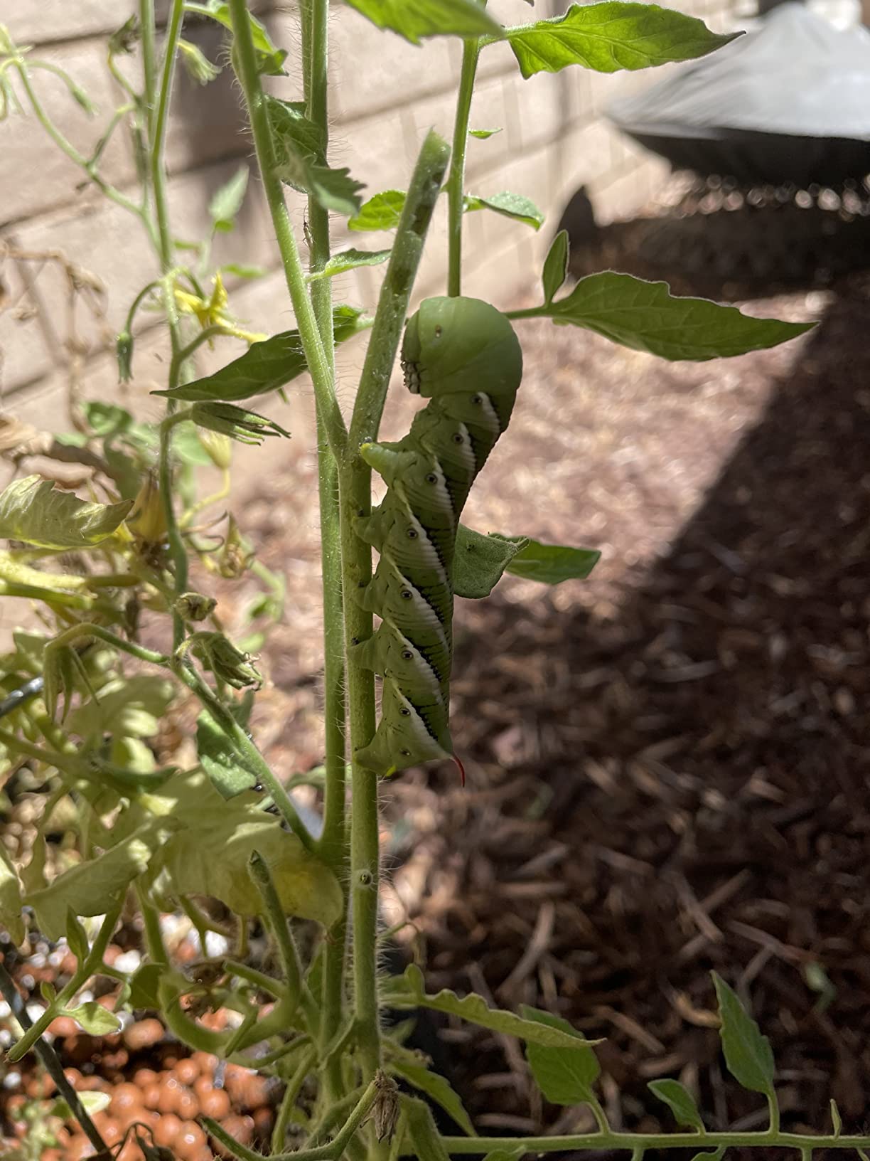 Amazon.com: Safer Caterpillar Killer Multiple Insects 16 Oz : Patio ...