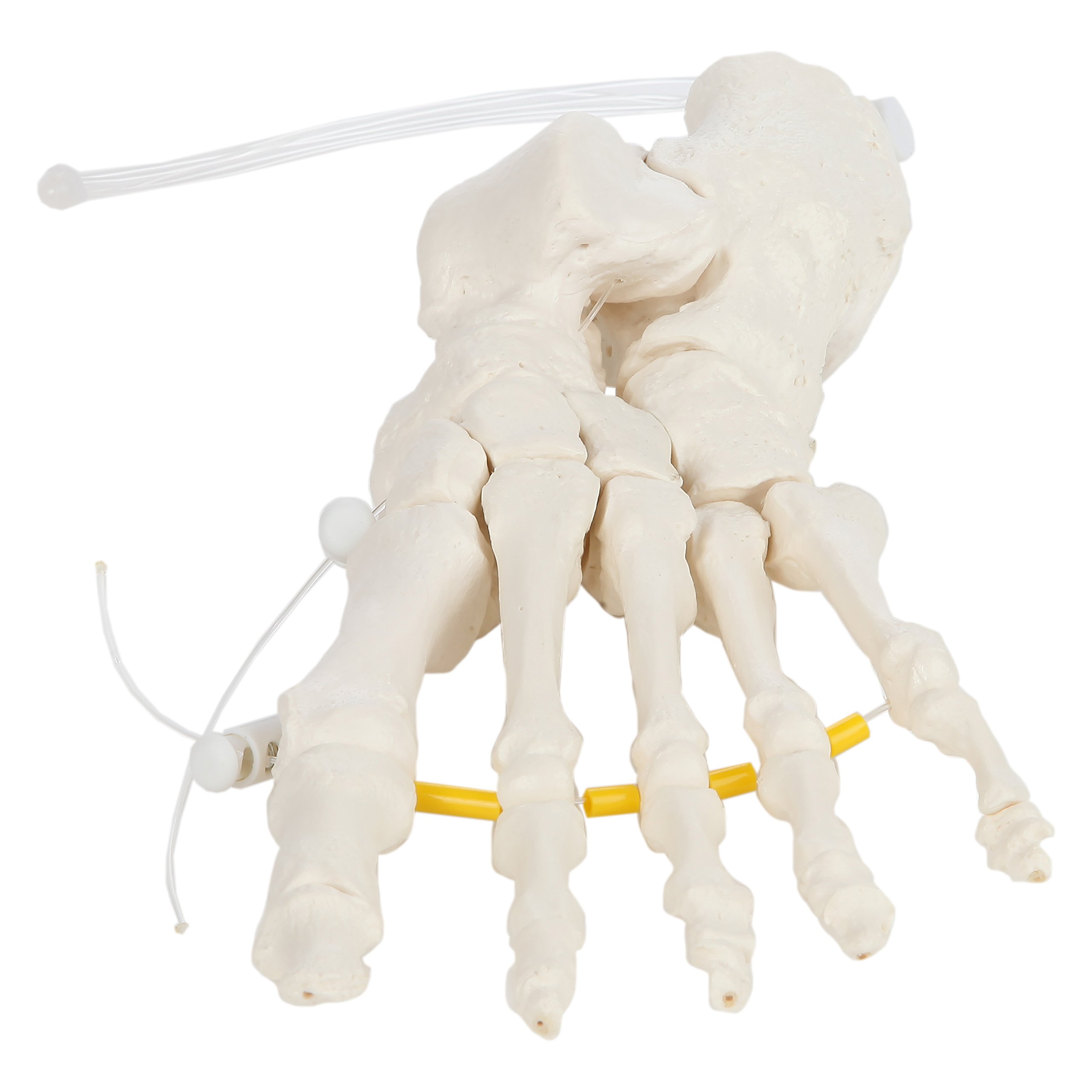 Snapklik.com : Axis Scientific Skeletal Foot Left Loosely Threaded And ...