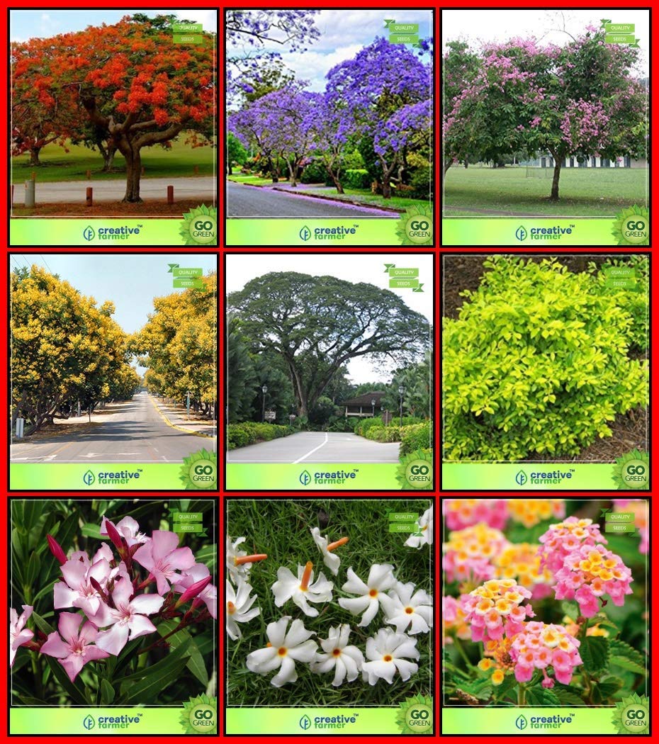 Buy OhhSome Garden Combo Tree : Blue Jacaranda, Flame Tree, Pride Of ...