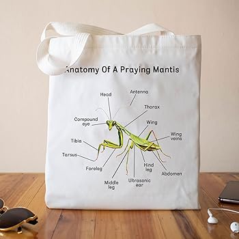 Anatomy Of Praying Mantis