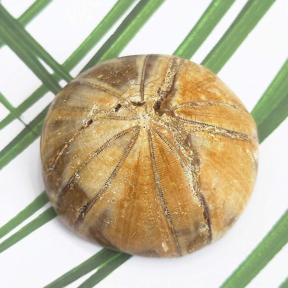 Starfish Fossil