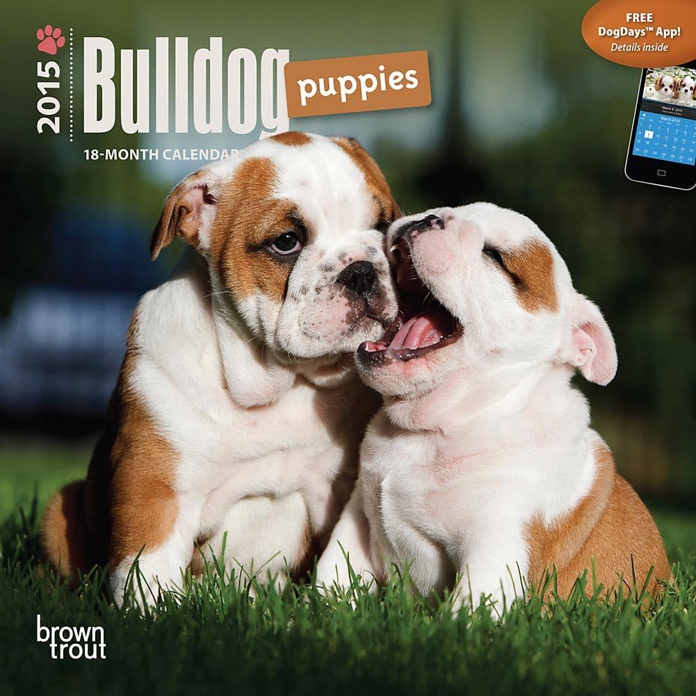 Amazon.com: Bulldog Puppies Mini Wall Calendar : Office Products