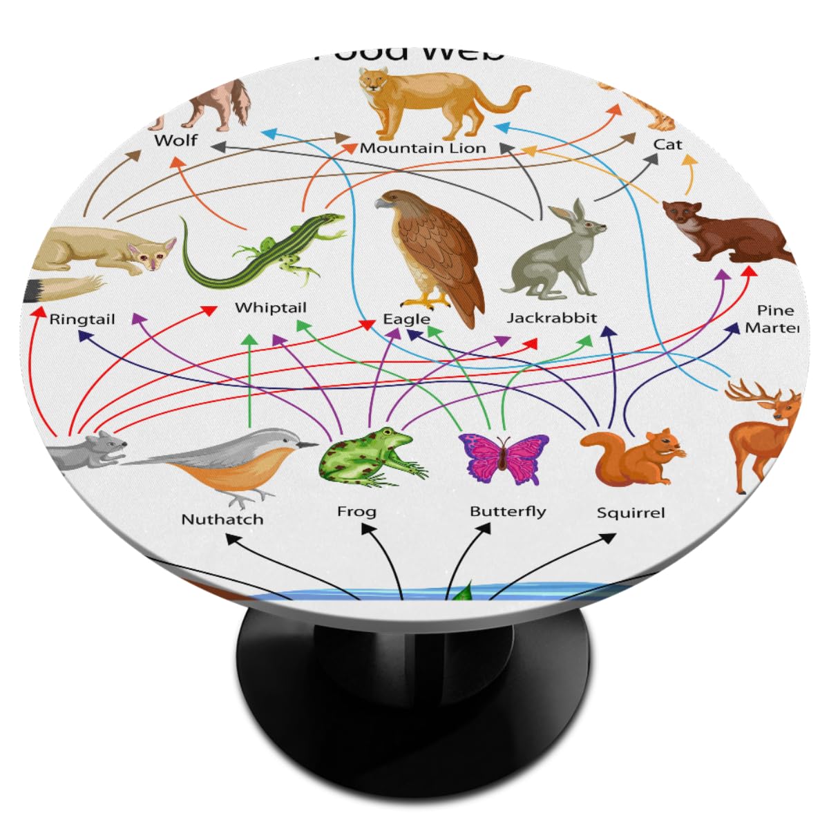 Animal Food Chain Diagram