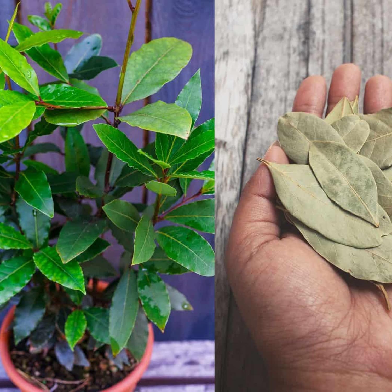 Guruji Plantation Bay Leaf Outdoor Spicy Plant For Home and Garden with ...