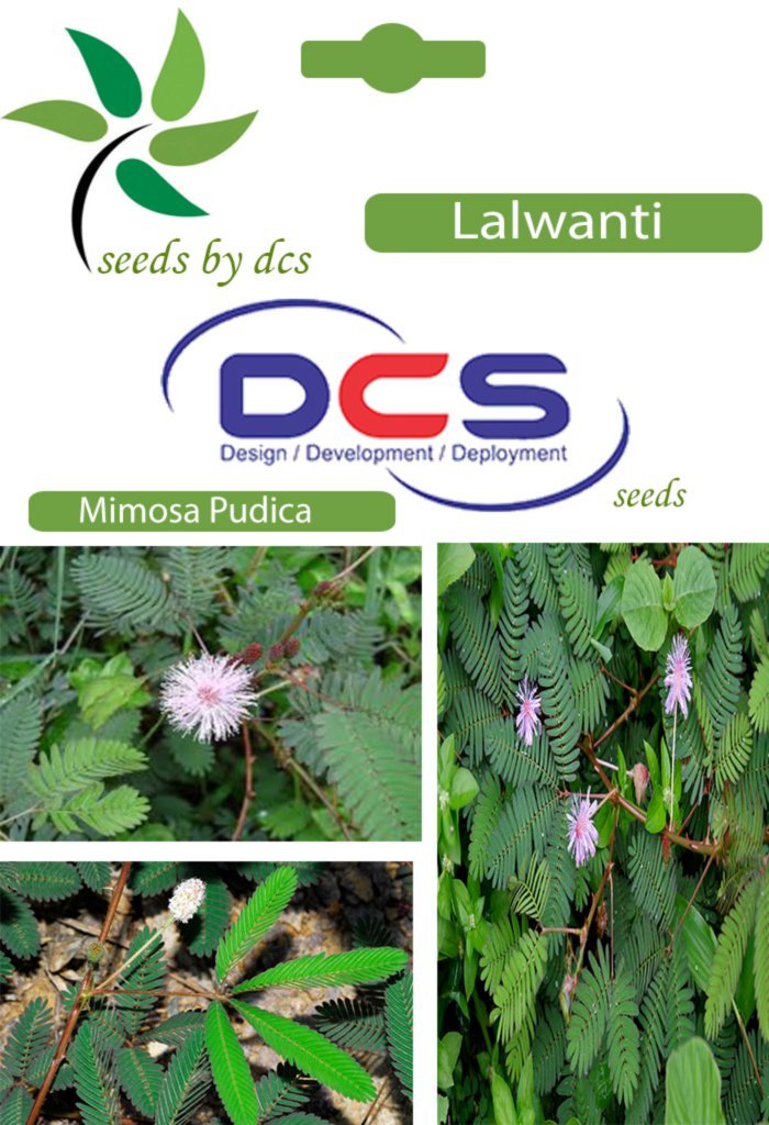 Creative Farmer DCS Lajwanti Forest Plant (5g Seeds Per Pack) : Amazon ...