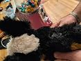 Amazon.com: ANGEL STUDIOS | The Wingfeather Saga | Nugget Plushie ...