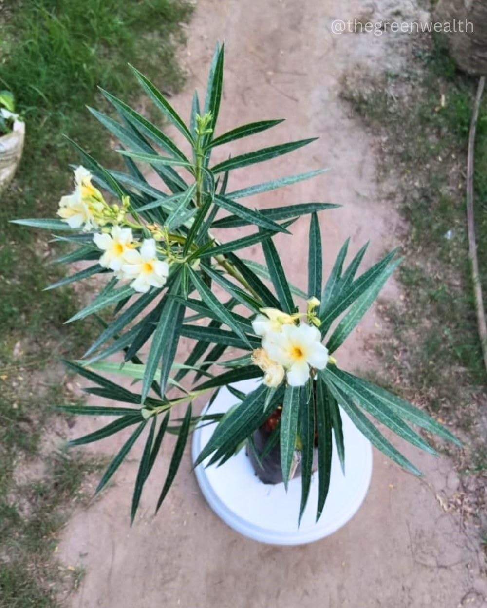 Guruji Plantation Red Kaner Flower Plant Nerium Oleander Landscaping ...