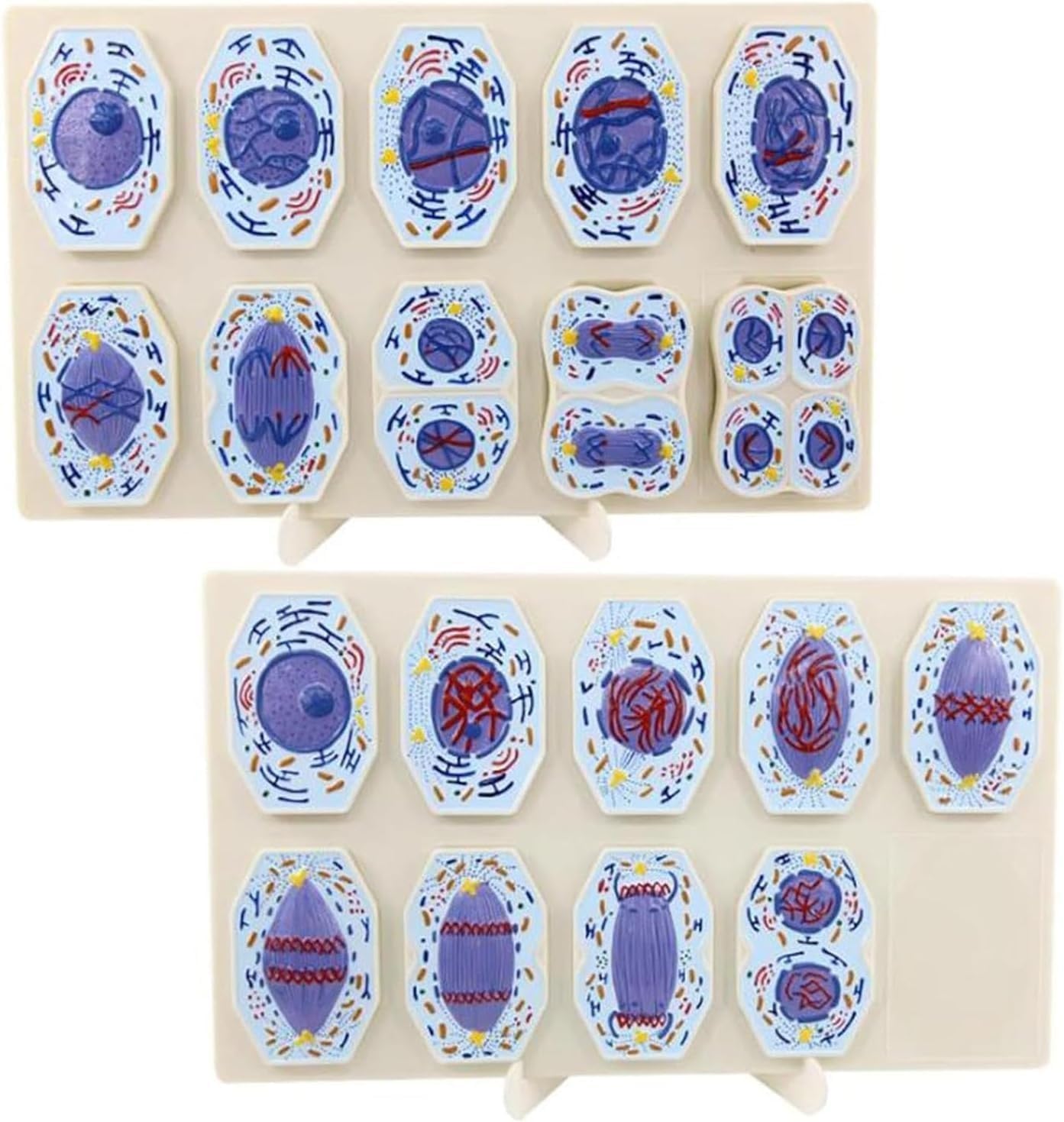 Biological Cell Models, Animal and Plant Cell Australia | Ubuy