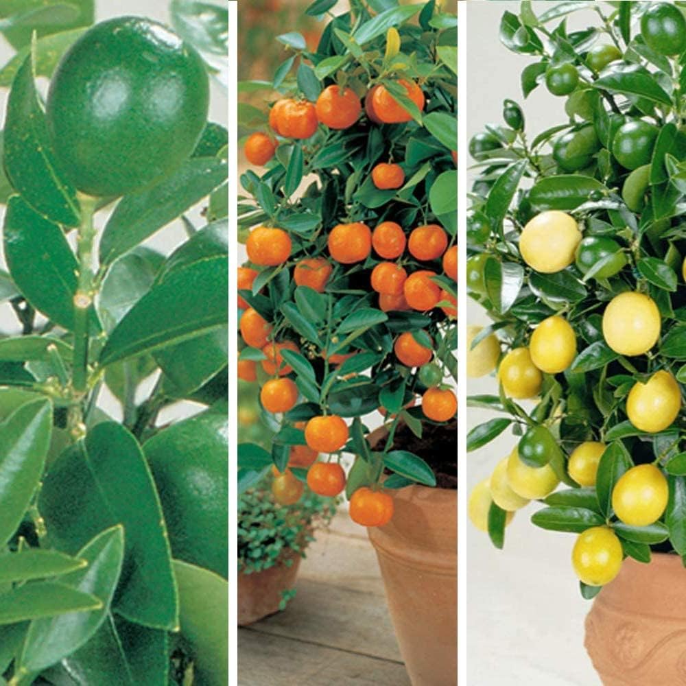 Citrus Fruit Tree Trio House Plants Grow Your Own Orange and Lemon ...