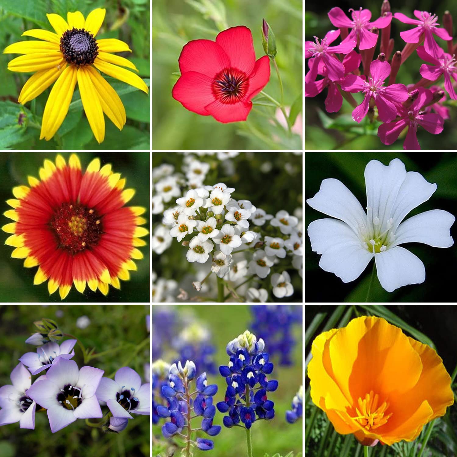Wildflower Seed Identification