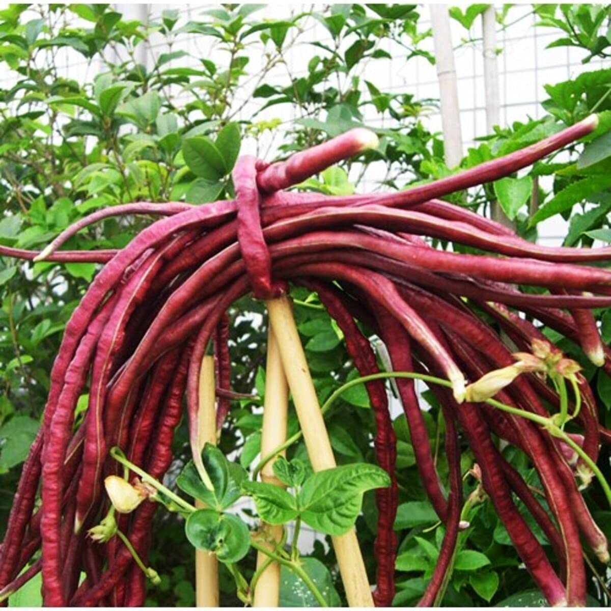 Amazon.com : Alexi Red Long Bean SẸẸD - 50+ SẸẸD - Non - GMO - Red ...
