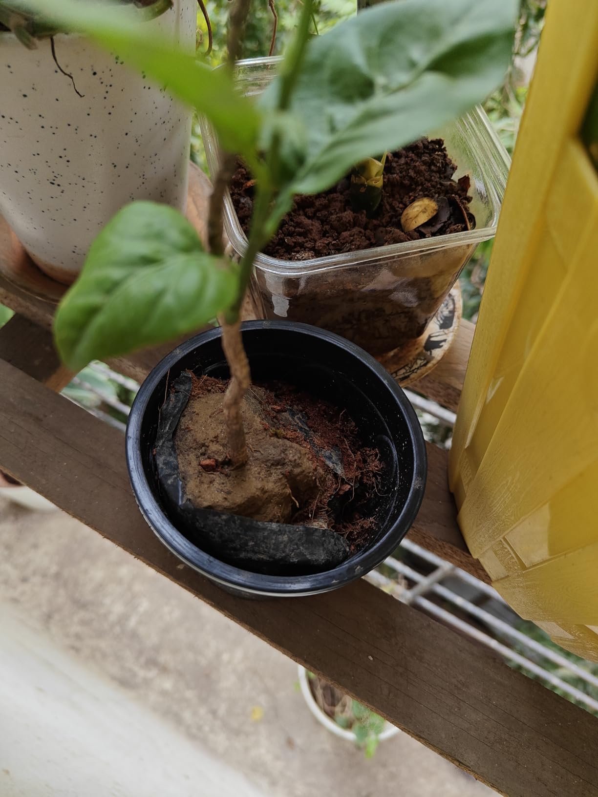 BHAJANLAL GREENERY® Live Plant Bel/Bilva Patra/Bael/Bel Pathar Fruit ...